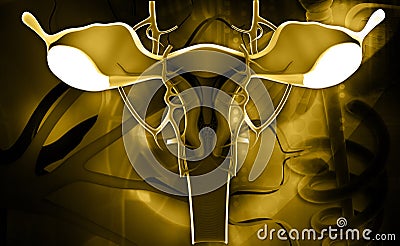 Female Reproductive System Royalty-Free Cartoon | CartoonDealer.com ...