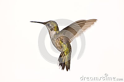 Female Ruby Red Throat Hummingbird Royalty Free Stock Photography ...