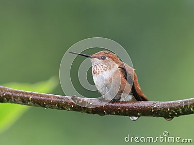 Female Rufous Hummingbird Royalty-Free Stock Photography ...