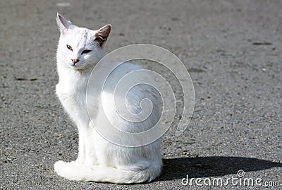 Feral White Cat - RAW Format Royalty Free Stock Photography - Image ...
