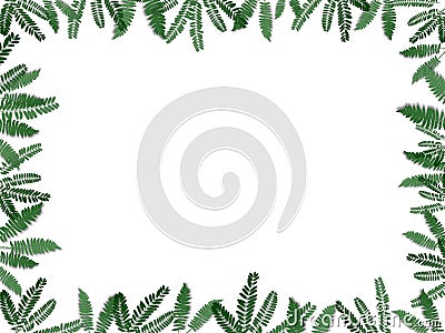 Fern Border Stock Images - Image: 5538904