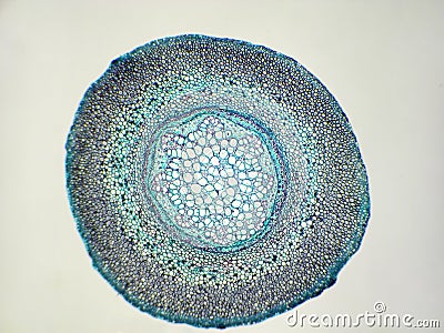 Fern Root Cross Section Royalty Free Stock Image - Image: 5603746