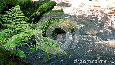 Ferns by River stock footage. Video of growing, ferns - 48248336