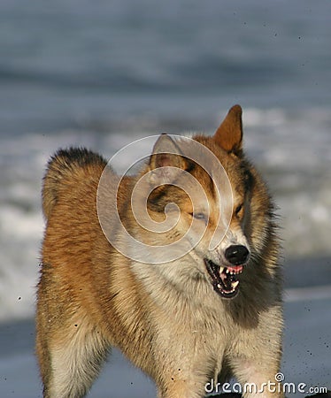Ferocious Dog Photo Stock Photos - Image: 2897783