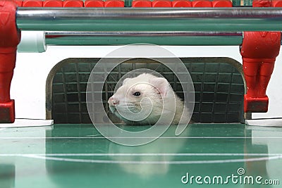 Ferret on my shoulder stock image. Image of cute, animal - 1059057