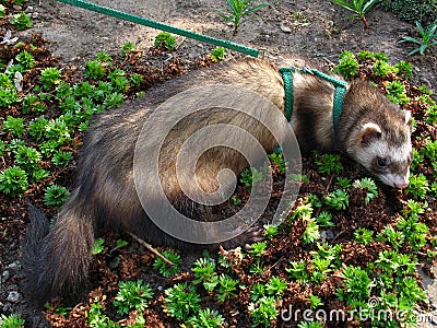 Ferret on my shoulder stock image. Image of cute, animal - 1059057