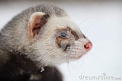 Ferret on my shoulder stock image. Image of cute, animal - 1059057