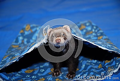 Ferret on my shoulder stock image. Image of cute, animal - 1059057
