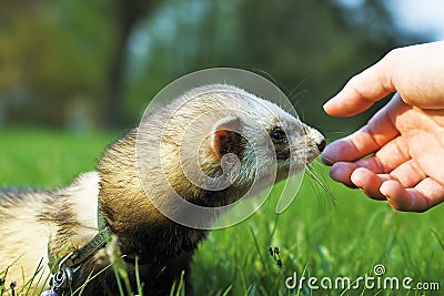Ferret on my shoulder stock image. Image of cute, animal - 1059057
