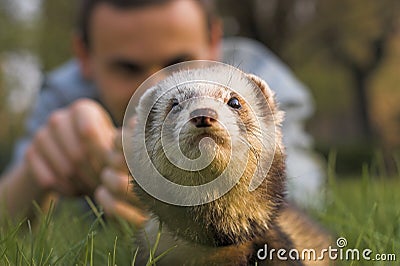 Ferret on my shoulder stock image. Image of cute, animal - 1059057