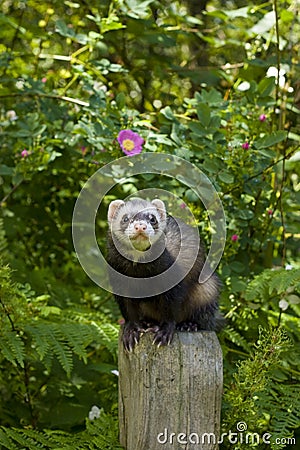 Ferret on my shoulder stock image. Image of cute, animal - 1059057