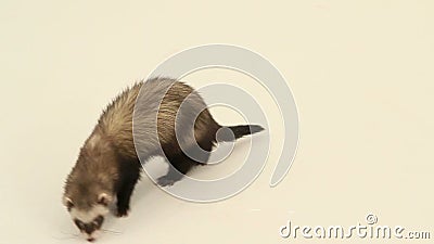 Ferrets Drinking Water stock footage. Video of ferret - 57290220