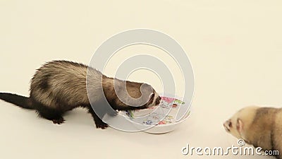 Ferrets Drinking Water stock footage. Video of ferret - 57290220