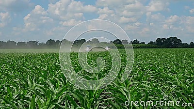 Fertilizing Green Corn in the Field Stock Video - Video of harvest ...