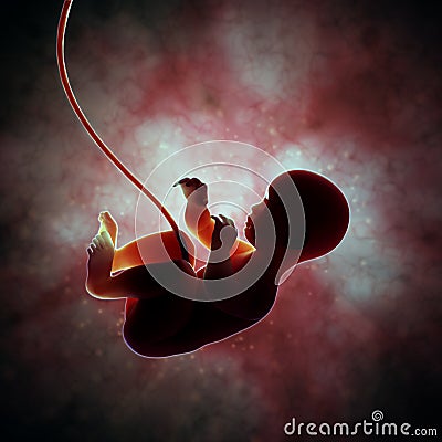 Fetus Inside The Womb Royalty Free Stock Image - Image: 31024726