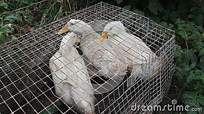 A Few Adult White Ducks in the Cage Stock Footage - Video of duck ...