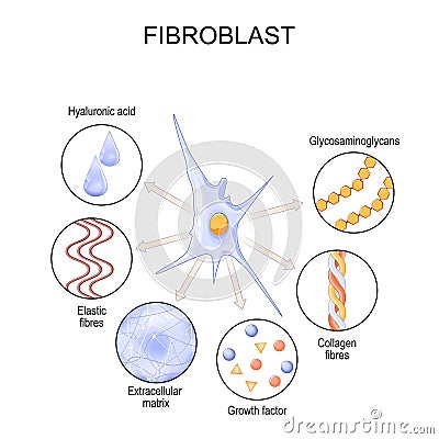 Fibroblast. Cell Structure And Function Vector Illustration ...