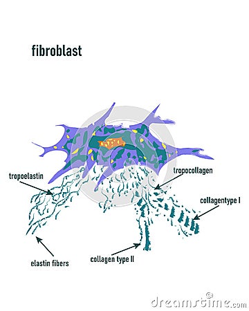 Fibroblast Is A Dermis Cell. Structure Of Fibroblast Cell,detailed ...