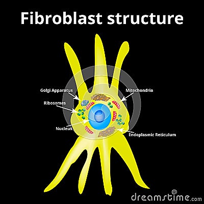 Fibroblast Structure. Fibroblast Cell. Vector Illustration Isolated ...