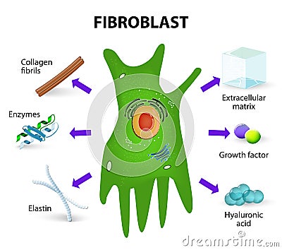 Fibroblast. Structure And Function Cartoon Vector | CartoonDealer.com ...