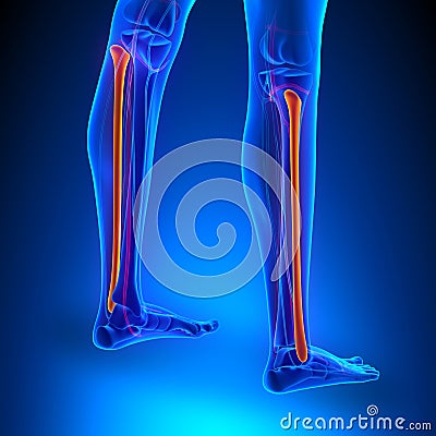 Fibula Bone Anatomy With Circulatory System Stock Illustration - Image ...