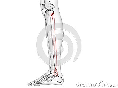 The Fibula Bone Stock Illustration | CartoonDealer.com #155220313