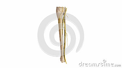 Fibula and Tibia with Nerves Stock Video - Video of nerves, arteries ...
