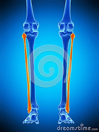 The Fibular Royalty-Free Cartoon | CartoonDealer.com #73211642