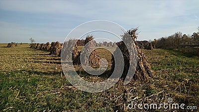 A Field Of Amish Corn Stack, Haystack, Harvest Stock Photo - Image ...