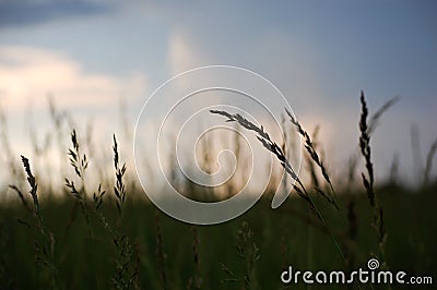 Barnyard Grass Stock Photography | CartoonDealer.com #146858408