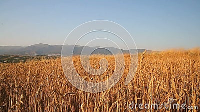 Field with the Grain Landscape Stock Video - Video of golden, cloud ...