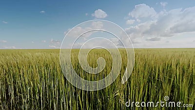 Field of Green Millet with Sky in the Background Stock Footage - Video ...