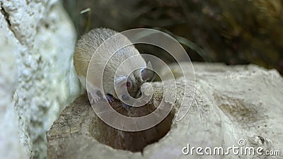 Field Mouse stock video footage. Video of floor, mouse - 35336762