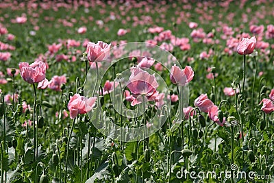 18,771 Pink Poppy Photos - Free & Royalty-Free Stock Photos from Dreamstime