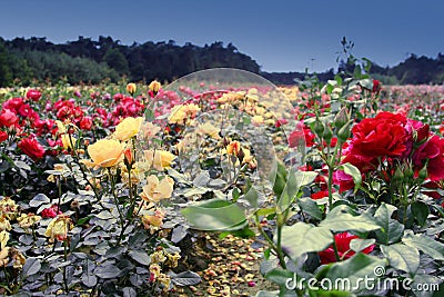 Field Of Roses Royalty Free Stock Photos - Image: 2697588