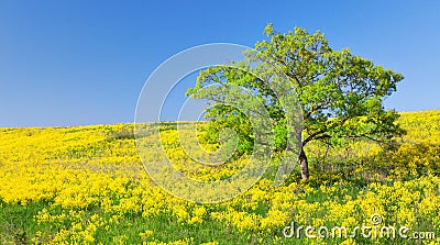 Field Of Yellow Flowers And Green Tree Royalty Free Stock Photo - Image ...