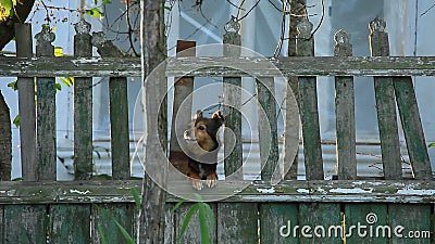 Fierce wolfhound stock video footage. Video of fauna - 36476636