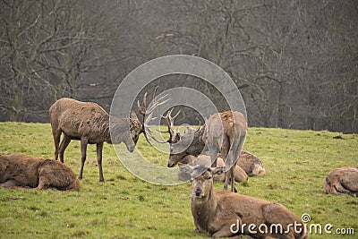 Fighting Bucks - Whitetail Deer Fighting Stock Photo - Image: 77013469