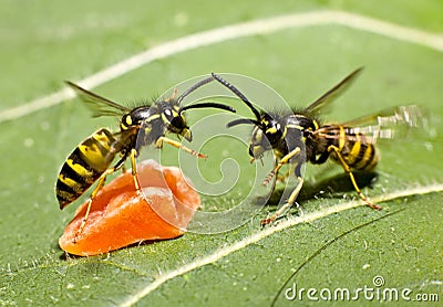 Fighting Wasps Royalty-Free Stock Photo | CartoonDealer.com #6441963