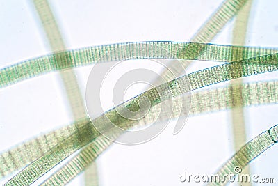Filamentous Of Cyanobacteria Oscillatoria Under Microscopic View For ...