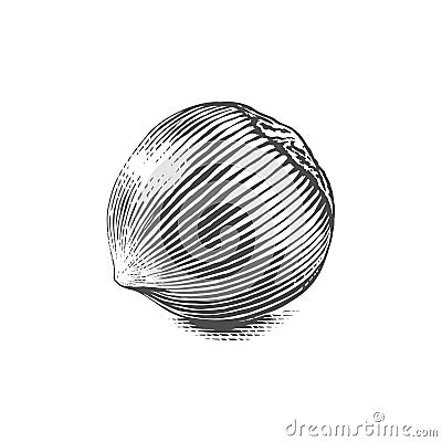 Filbert Hand Drawing Sketch Engraving Illustration Style Cartoon Vector ...