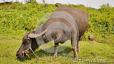 Filipino Buffalo in Field. Face Close-up. Philippines. Stock Footage ...