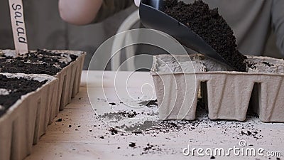 Filling Peat Pots with Soil for Planting Seeds. Growing Plants at Home ...