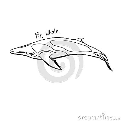 Fin Whale Hand Drawing Vector Line Art | CartoonDealer.com #106552957