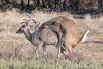 Final Phase Of Whitetail Reproduction Stock Photo - Image: 48872685
