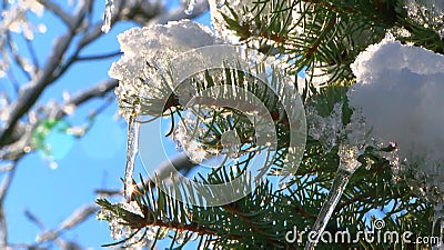 Snow Melting On Tree Branch During Sunrise Picture. Image: 109928074