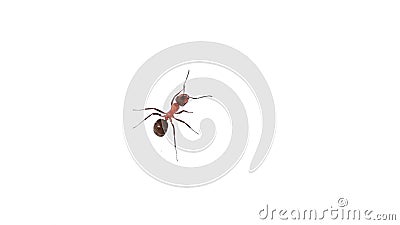 Fire Ant Top View Running Around on White Background Stock Video ...