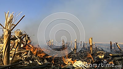 Fire in the Foreground on a Burning Agricultural Field Stock Footage ...