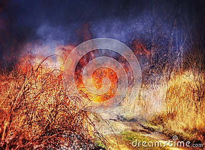 Bush Fire Scene stock photo. Image of bush, black, leaves - 320