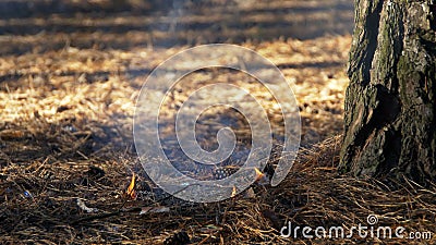 Fire in a Pine Forest stock video. Video of fire, burn - 82225893